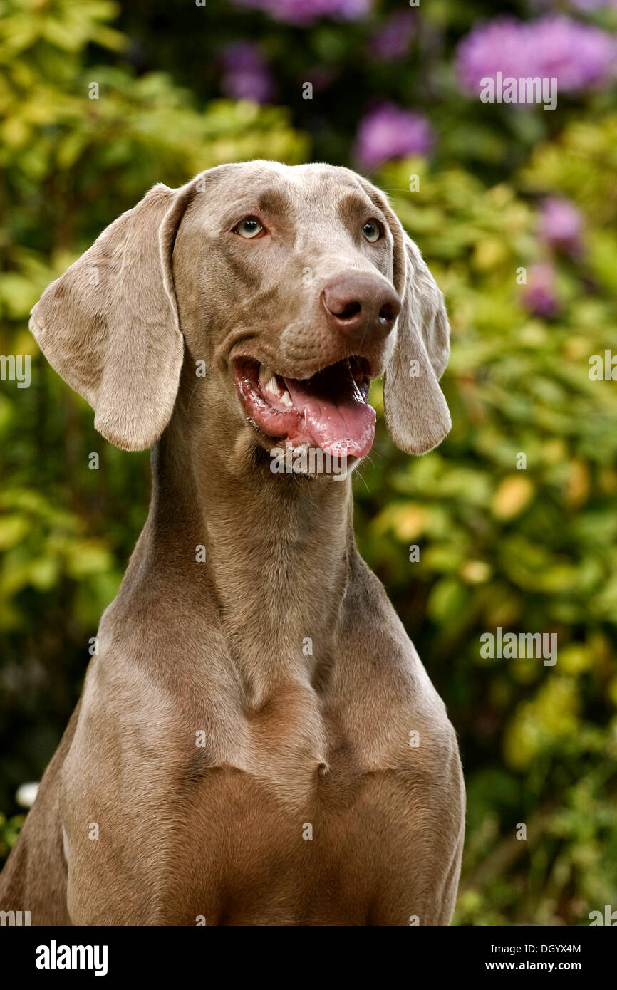 Weimaraner dog breed, portrait Stock Photo - Alamy