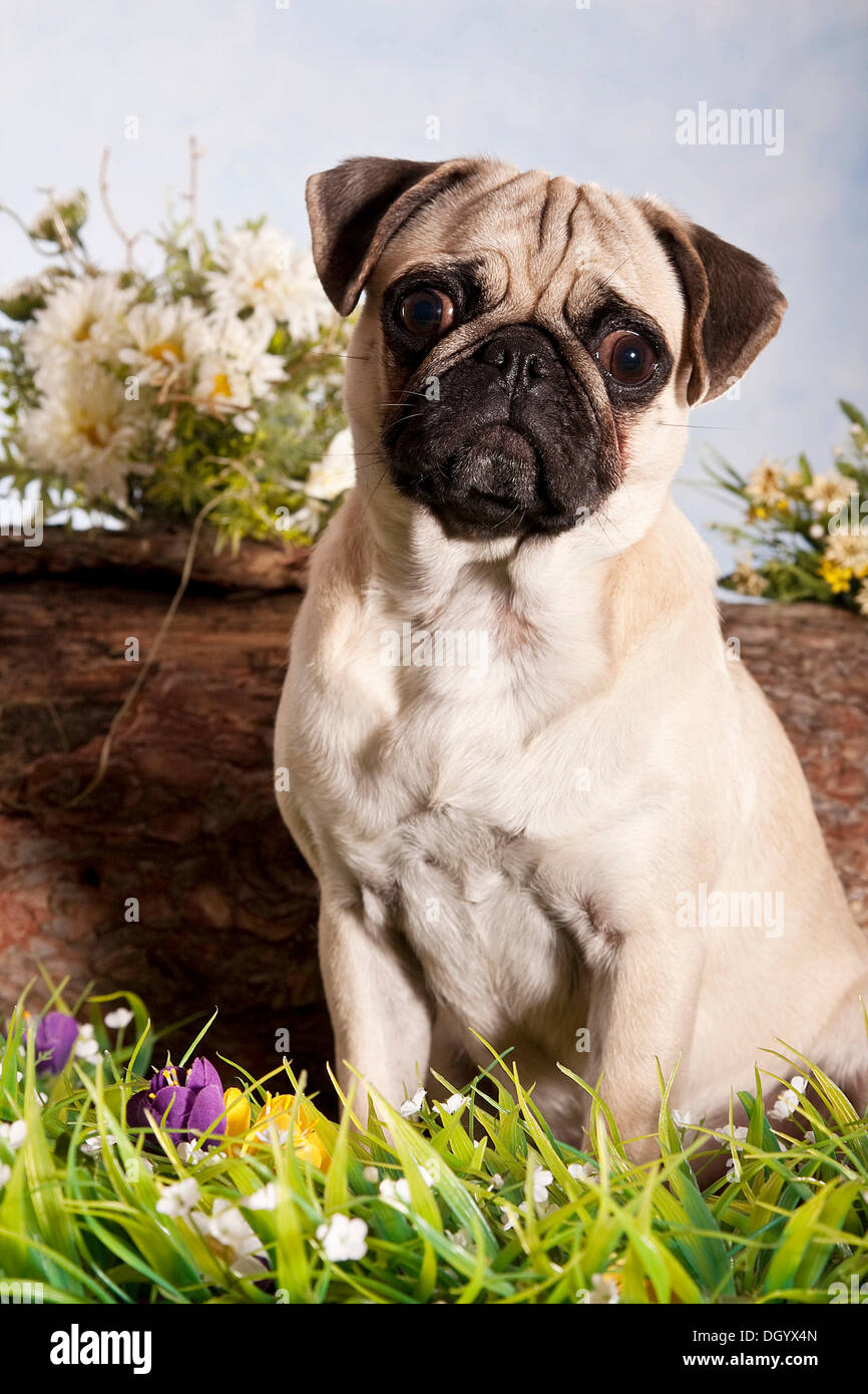 Pug sitting in looking into the camera hi-res stock photography and ...