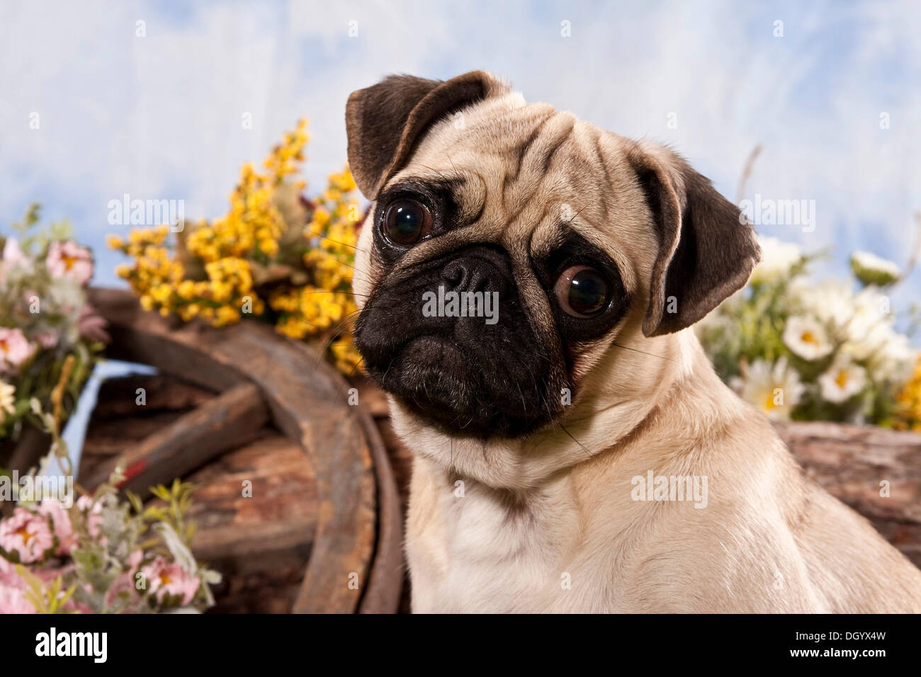 Portrait pug dog hi-res stock photography and images - Alamy