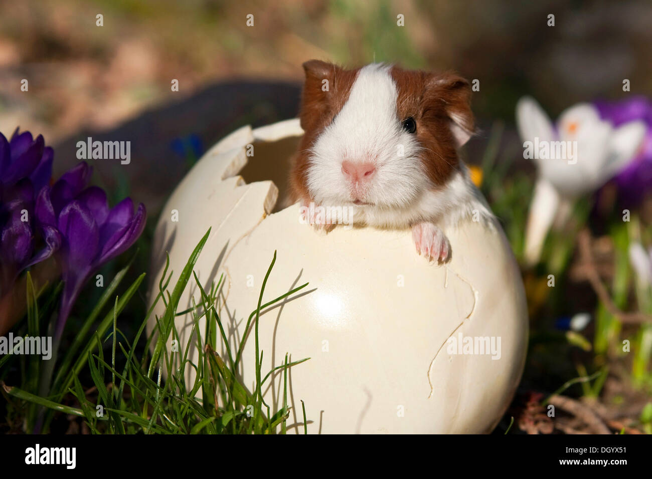 Pig spring hi-res stock photography and images - Alamy