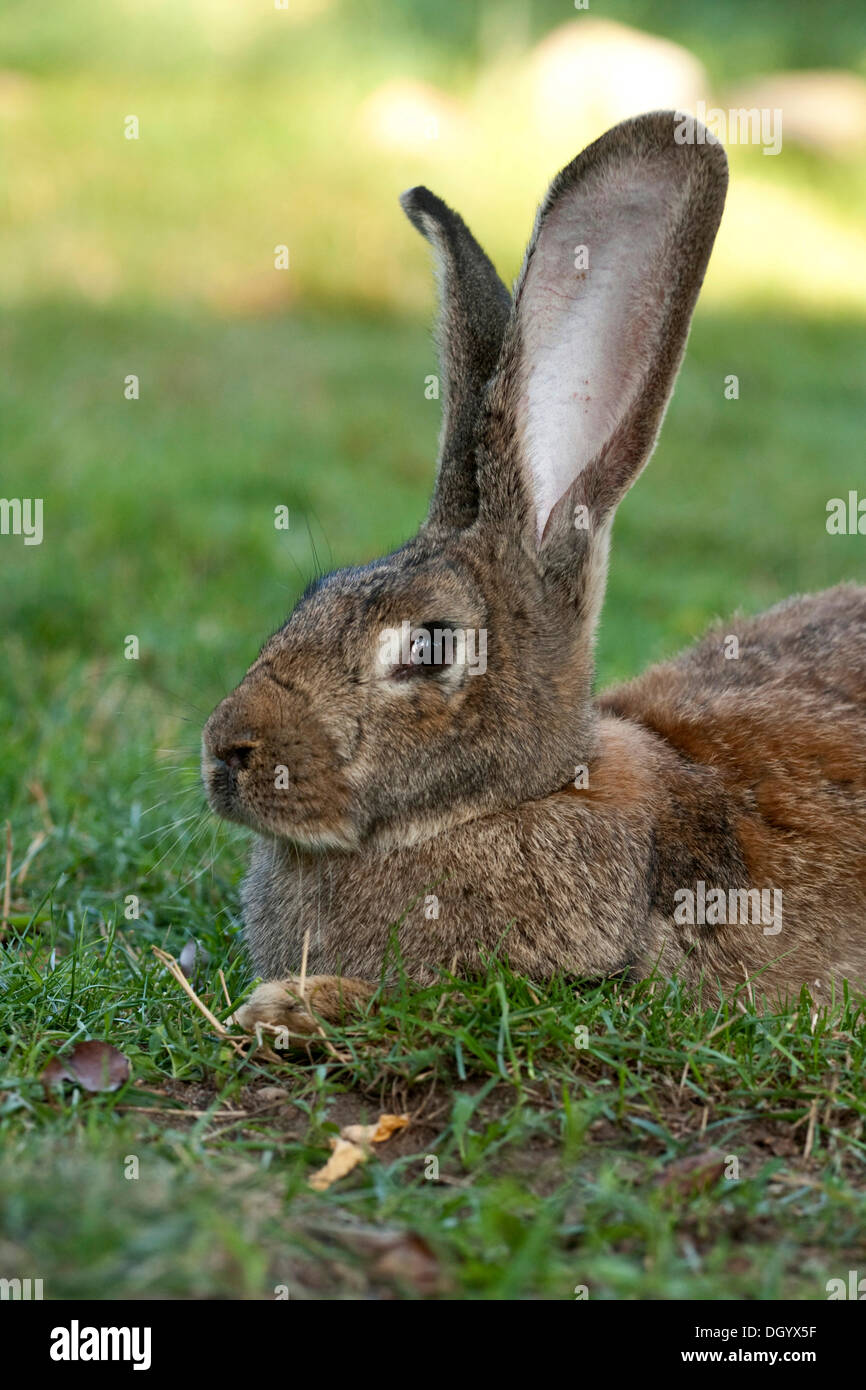Flemish giant rabbit hi-res stock photography and images - Alamy