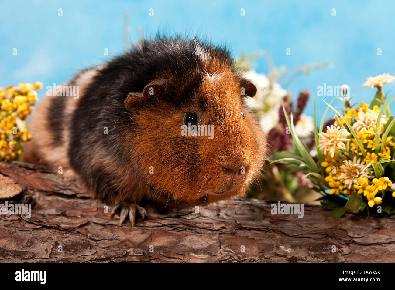 US Teddy guinea pig Stock Photo - Alamy