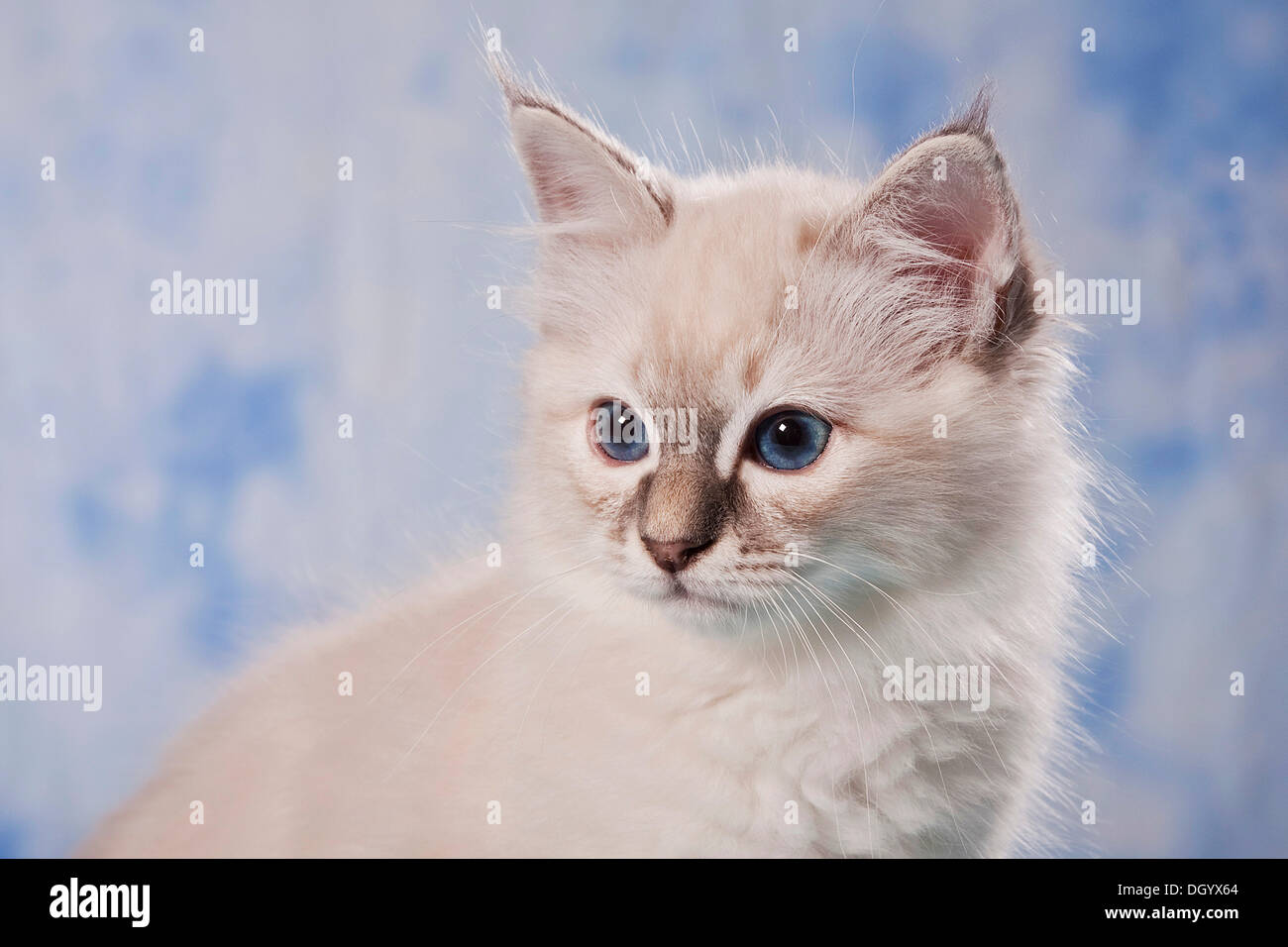 Kitten, Sacred Birman breed, portrait Stock Photo - Alamy