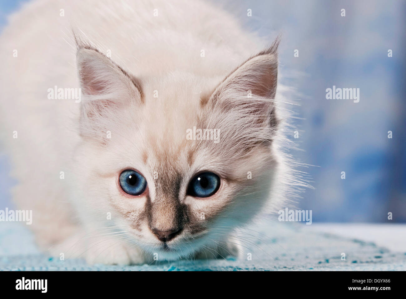 Kitten, Sacred Birman breed, portrait Stock Photo - Alamy