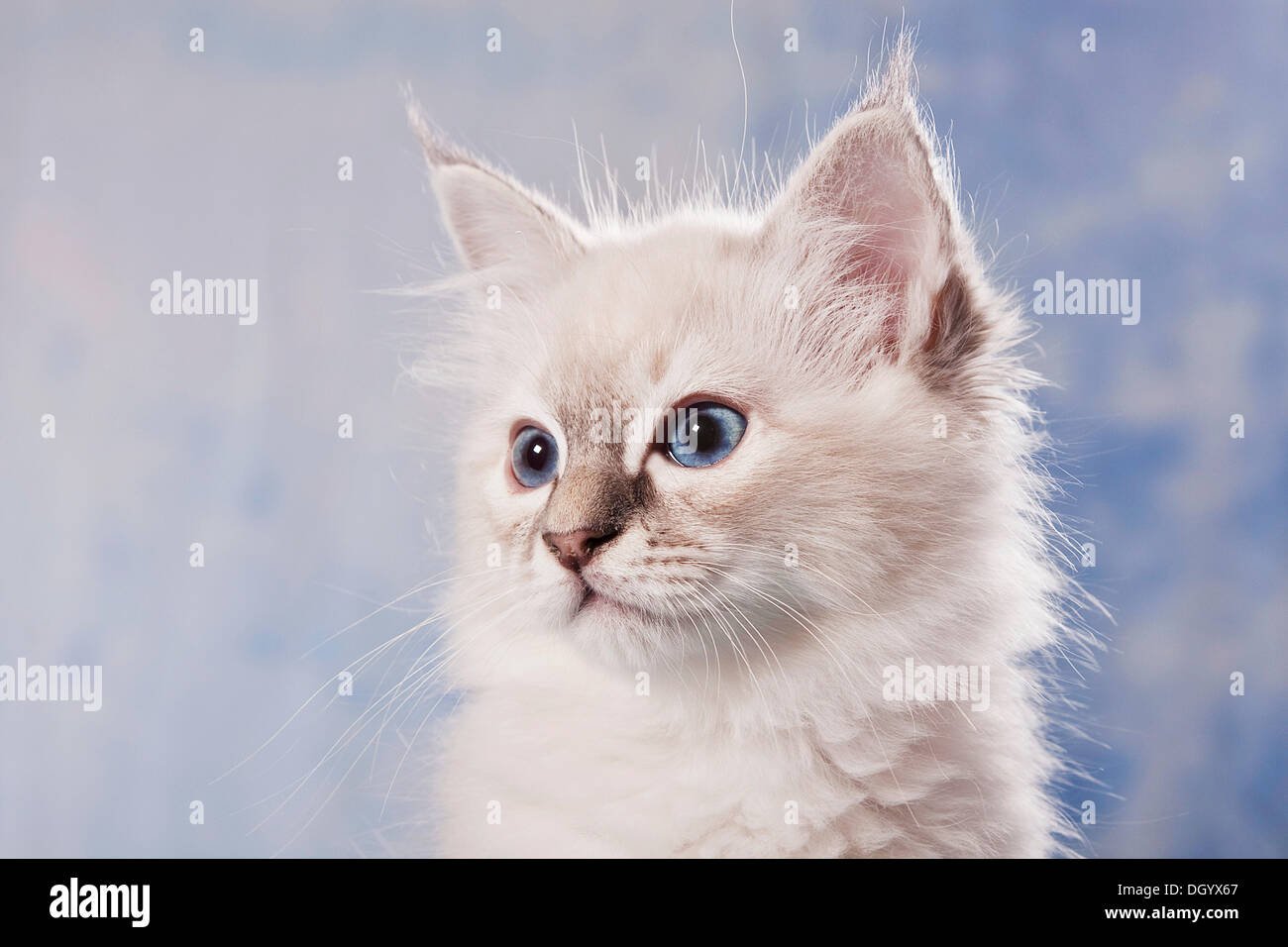 Kitten, Sacred Birman breed, portrait Stock Photo - Alamy