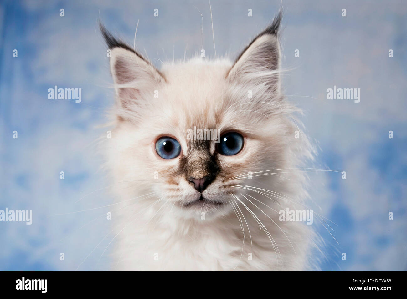 Kitten, Sacred Birman breed, portrait Stock Photo - Alamy
