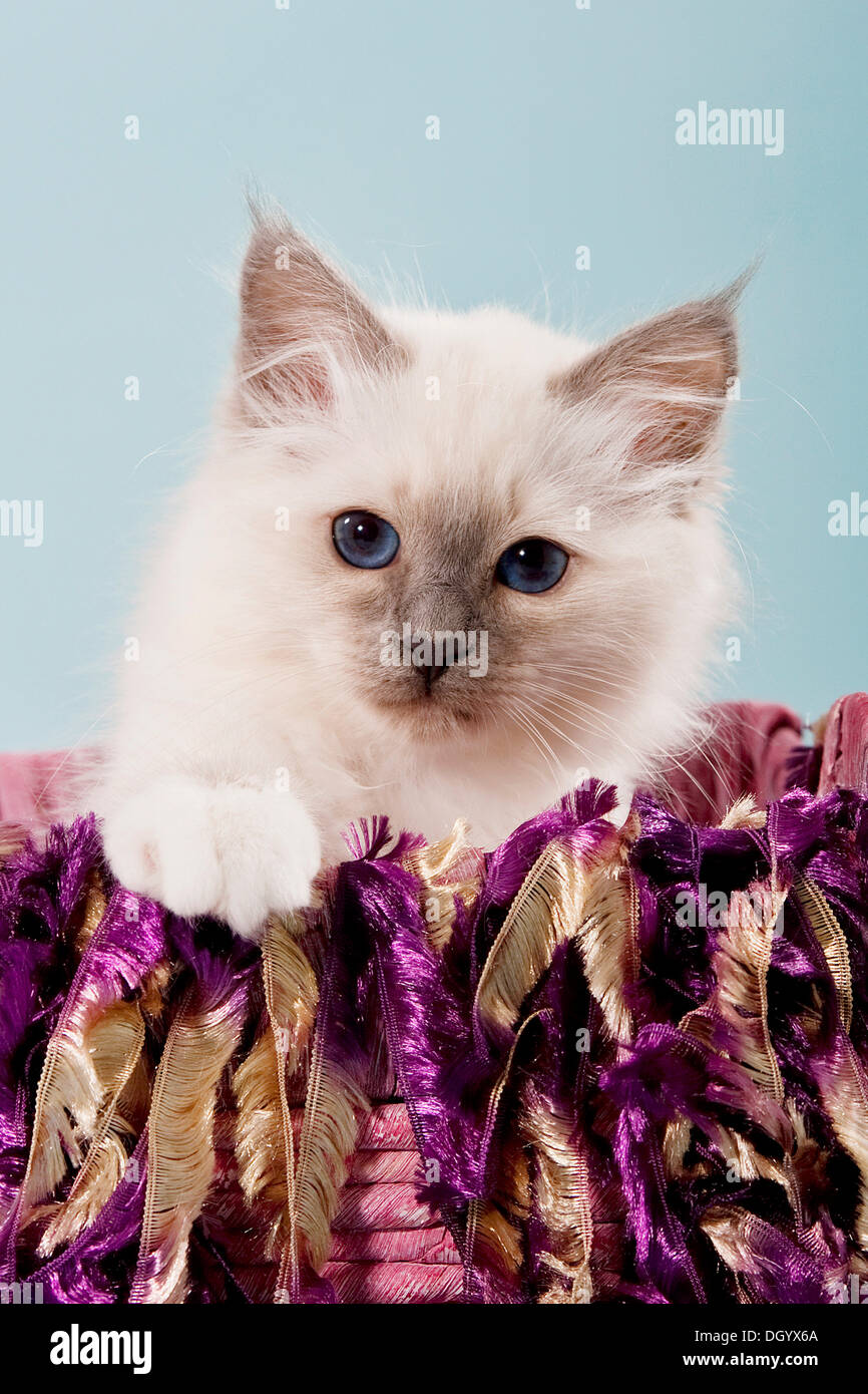 Kitten, Sacred Birman breed, portrait Stock Photo - Alamy