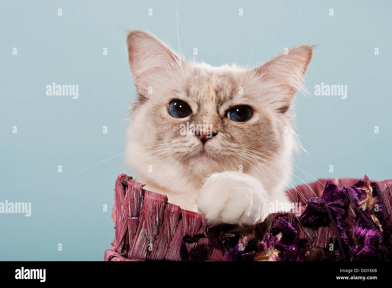 Kitten, Sacred Birman breed, portrait Stock Photo - Alamy
