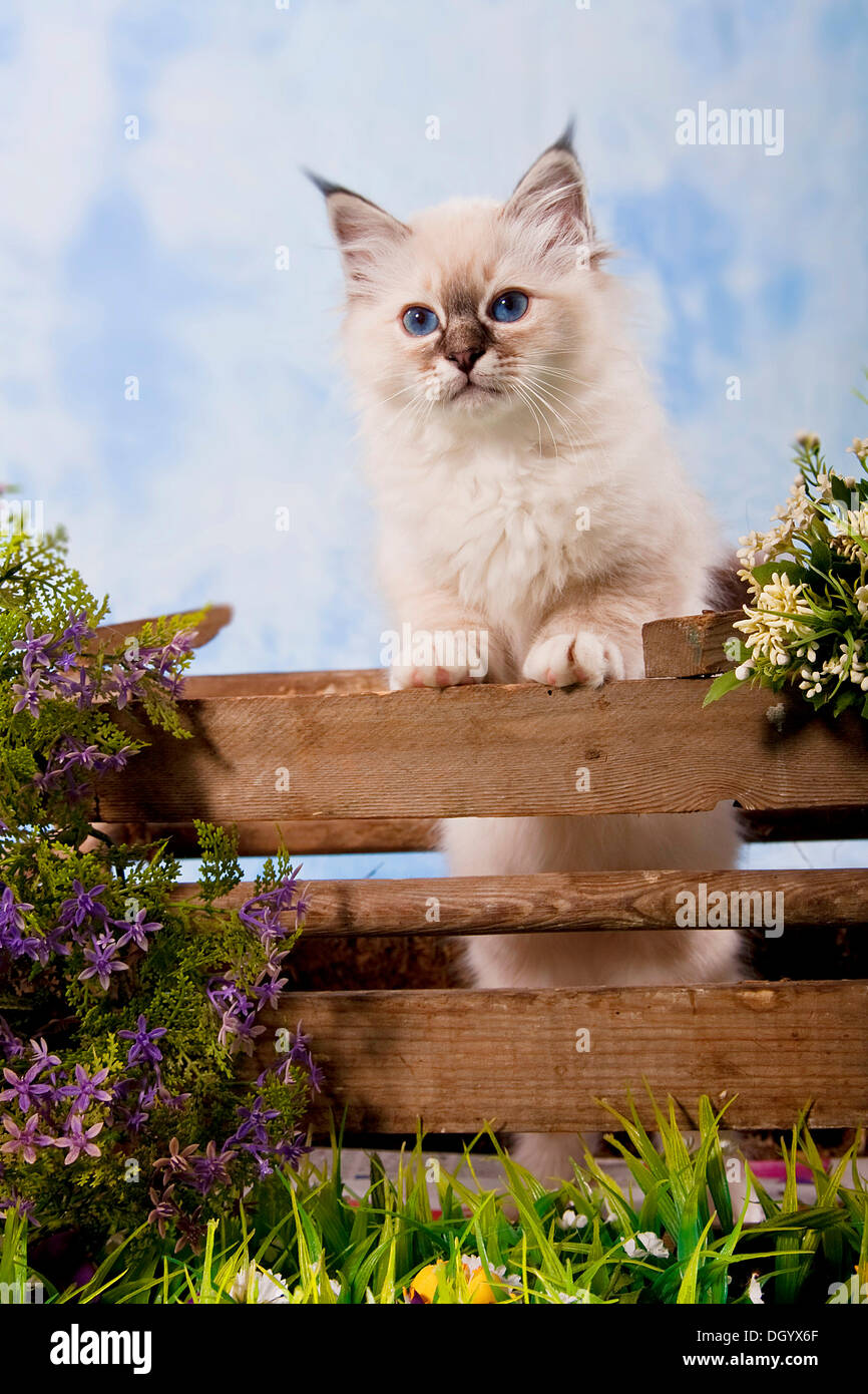 Snoopy The Cat Breed