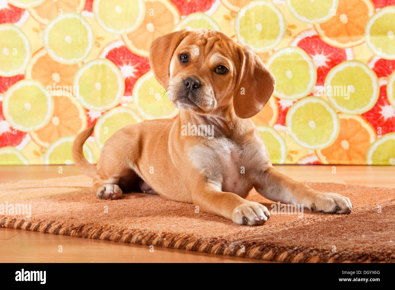 Full length designer hi-res stock photography and images - Alamy