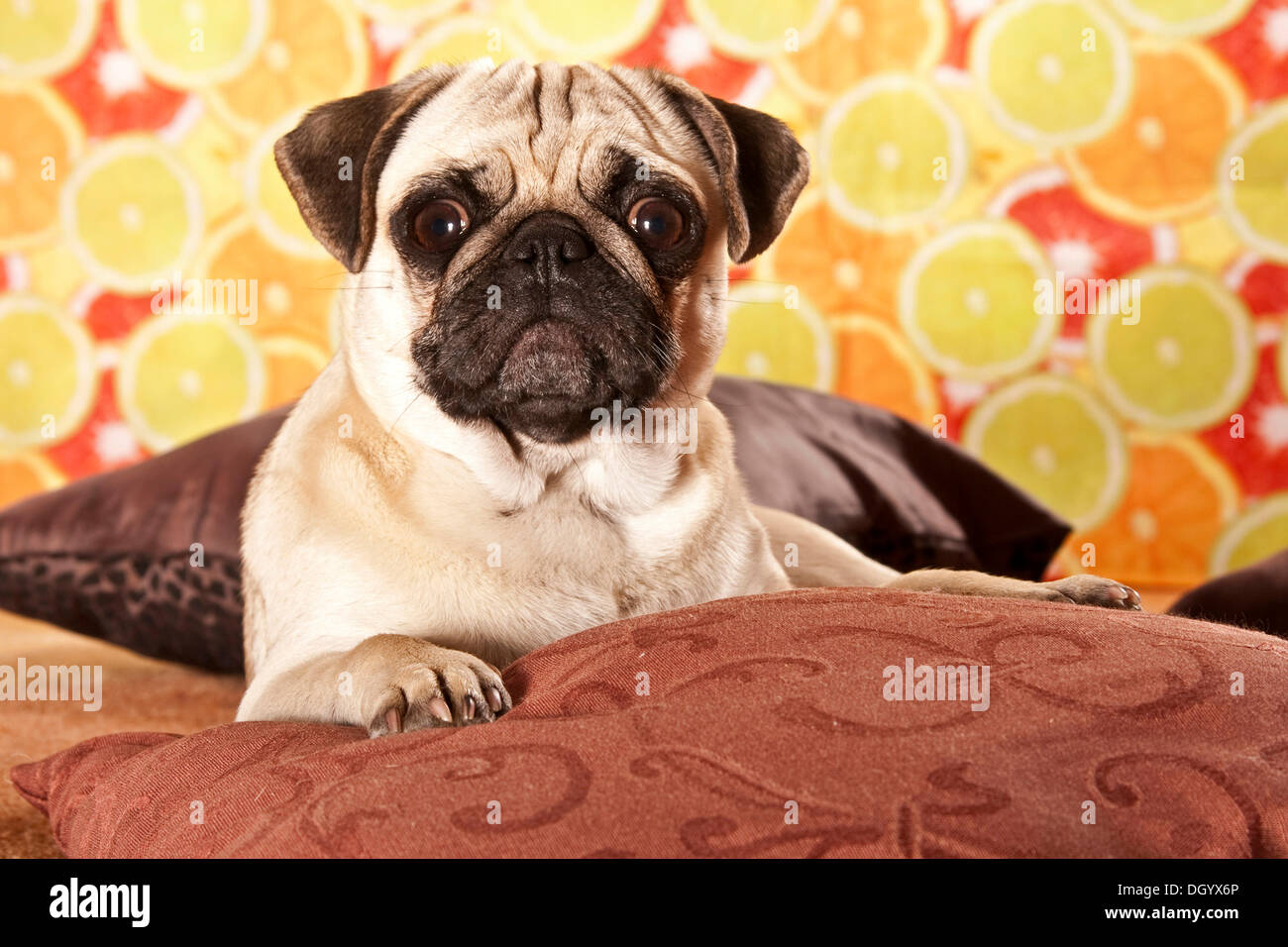 Pug lying down Stock Photo - Alamy