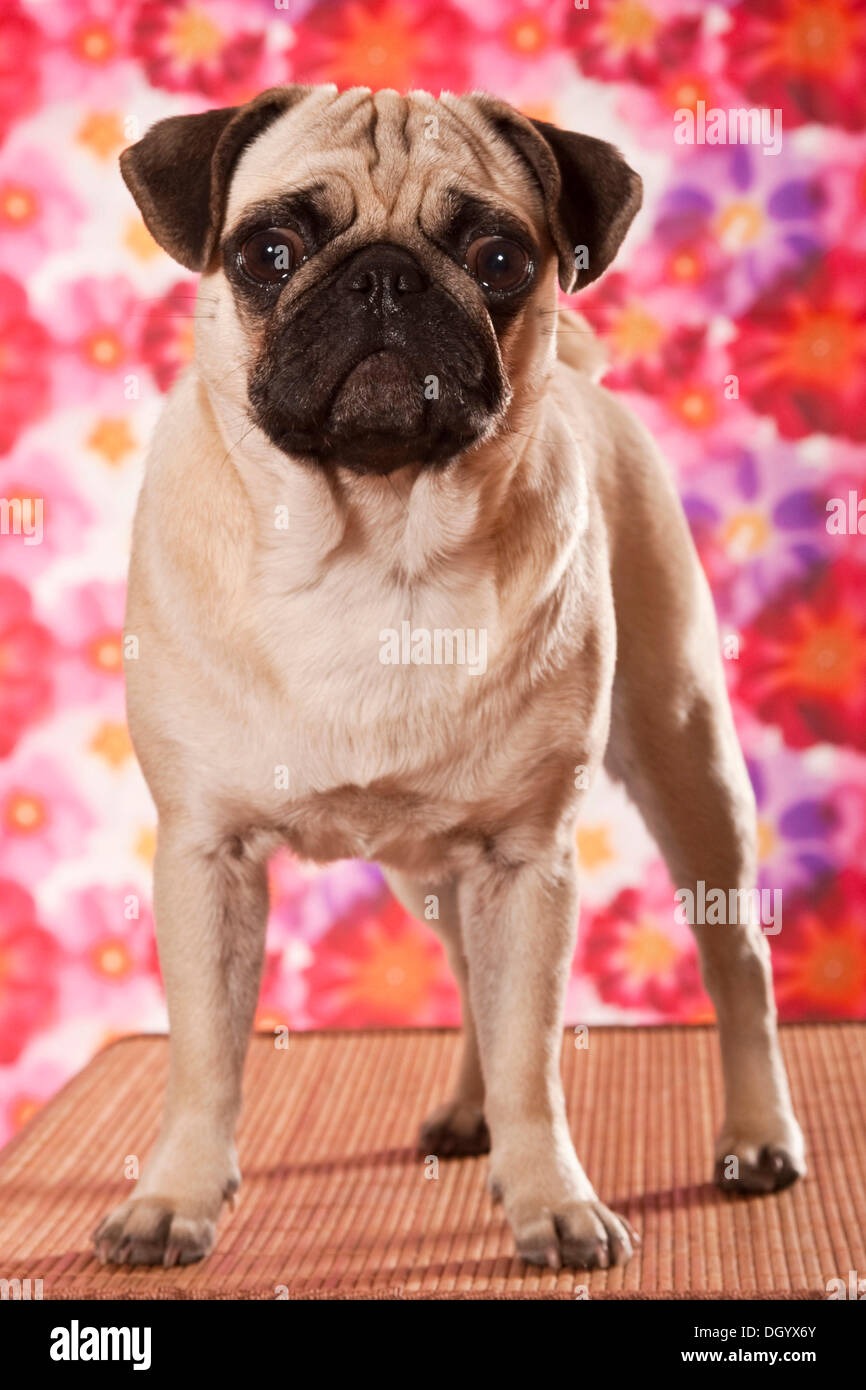 Pug standing up Stock Photo - Alamy