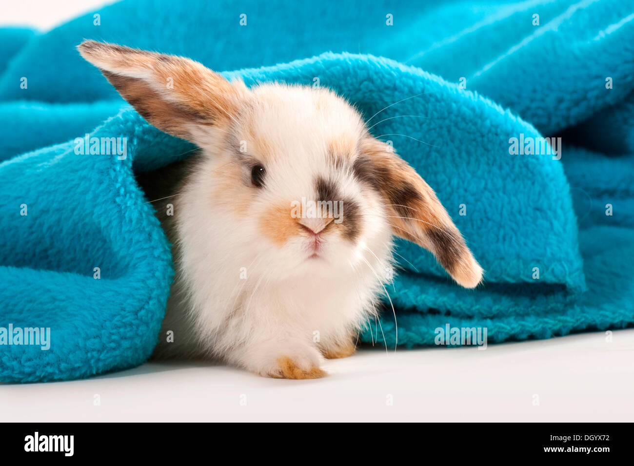 Young dwarf rabbit, dwarf ram, lying under blanket Stock Photo - Alamy