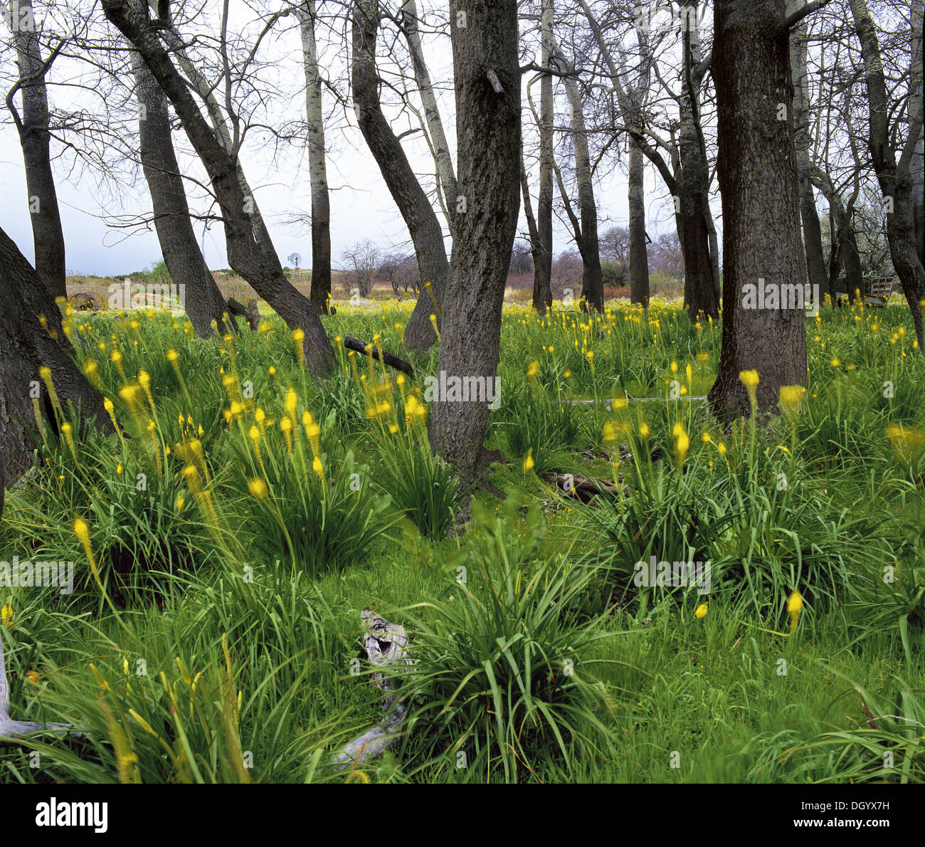 Bulbinella hi-res stock photography and images - Alamy