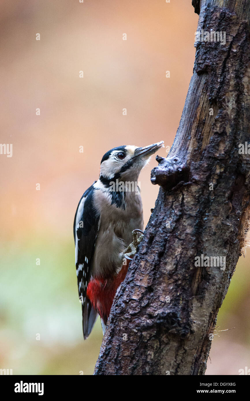 Great Spotted Woodpecker (Dendrocopus major Stock Photo - Alamy