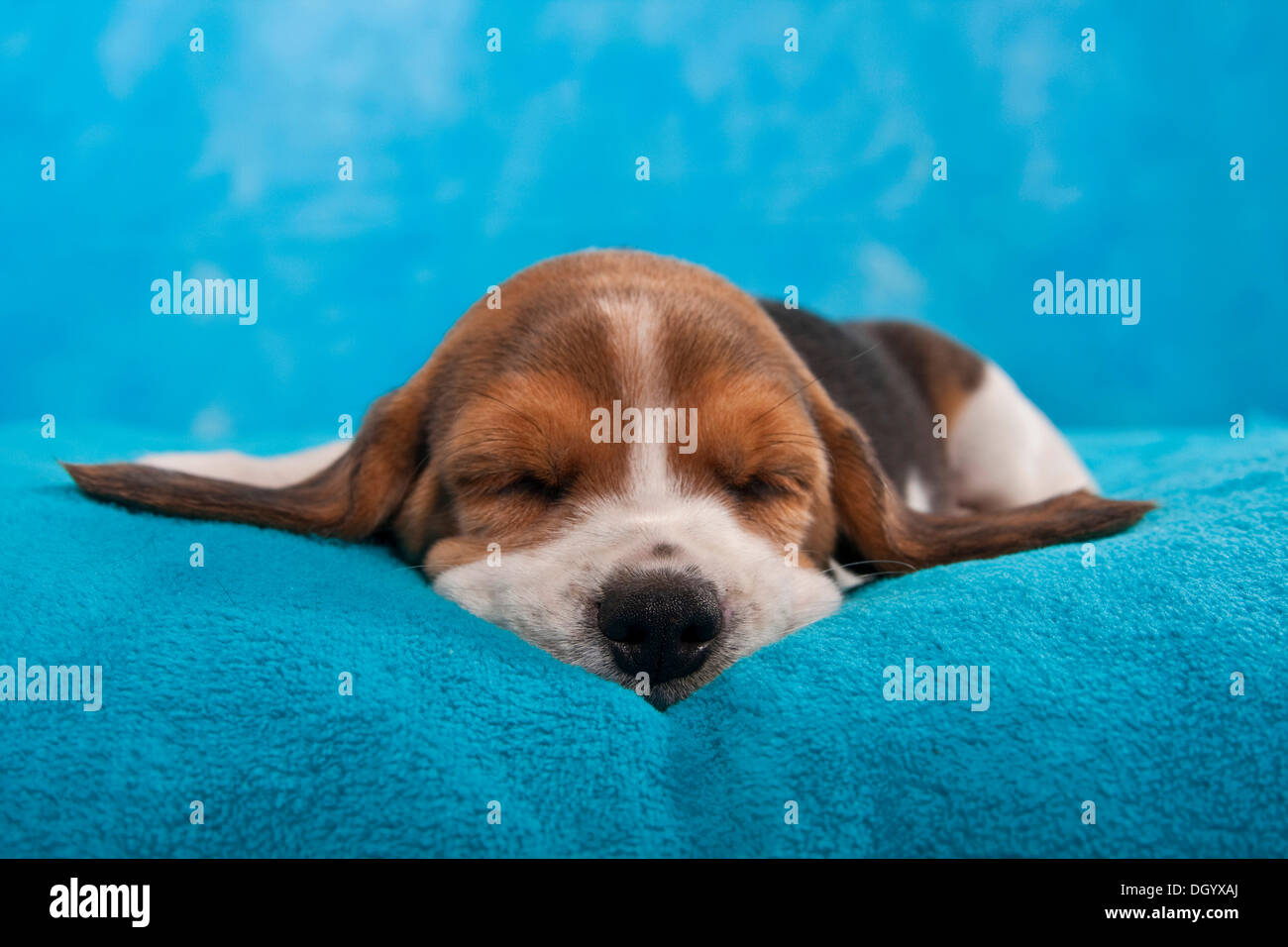 Sleeping Beagle puppy Stock Photo - Alamy