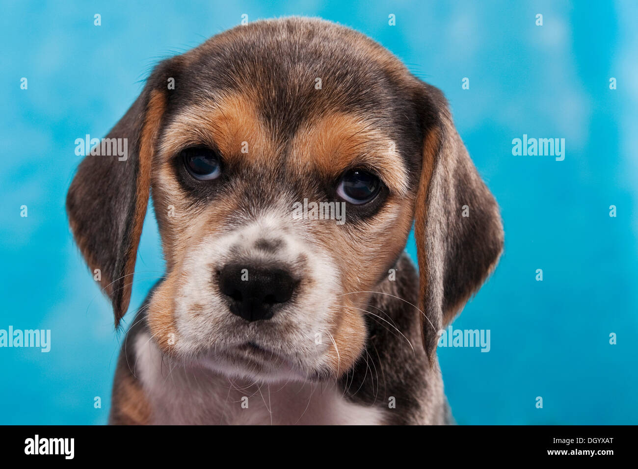 Beagle puppy, portrait Stock Photo - Alamy