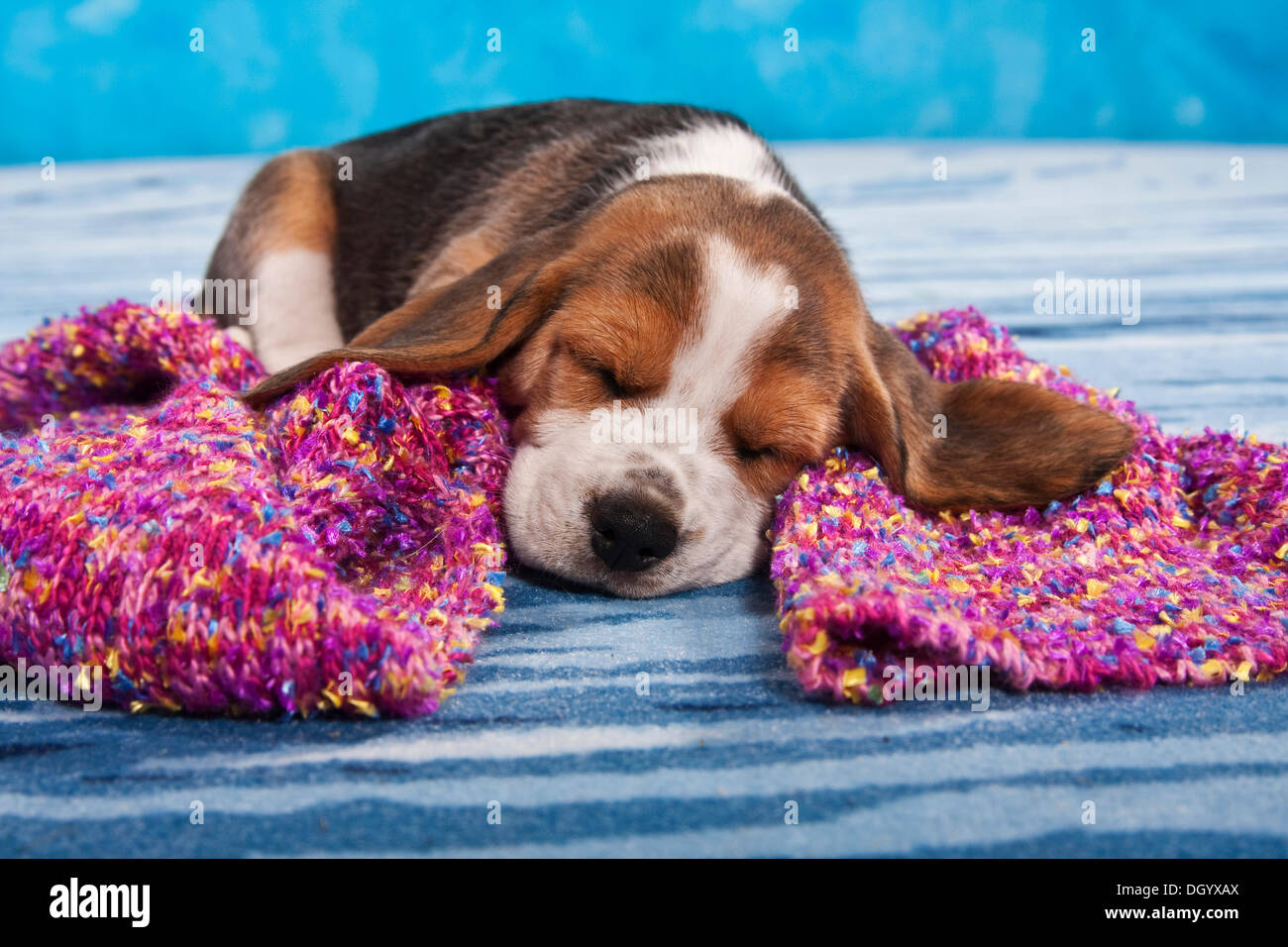 Sleeping Beagle puppy Stock Photo - Alamy