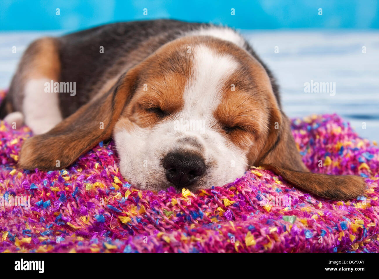 Sleeping Beagle puppy Stock Photo - Alamy