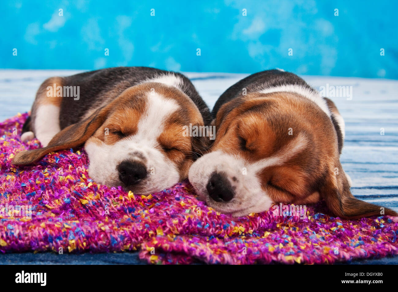 Two sleeping Beagle puppies Stock Photo - Alamy