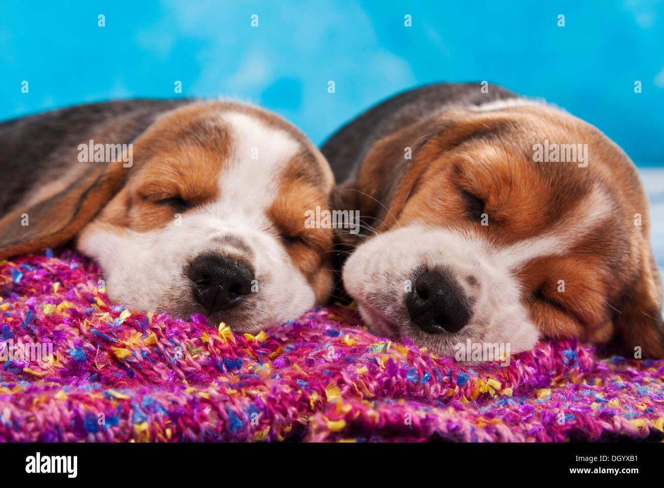 Two sleeping Beagle puppies Stock Photo - Alamy