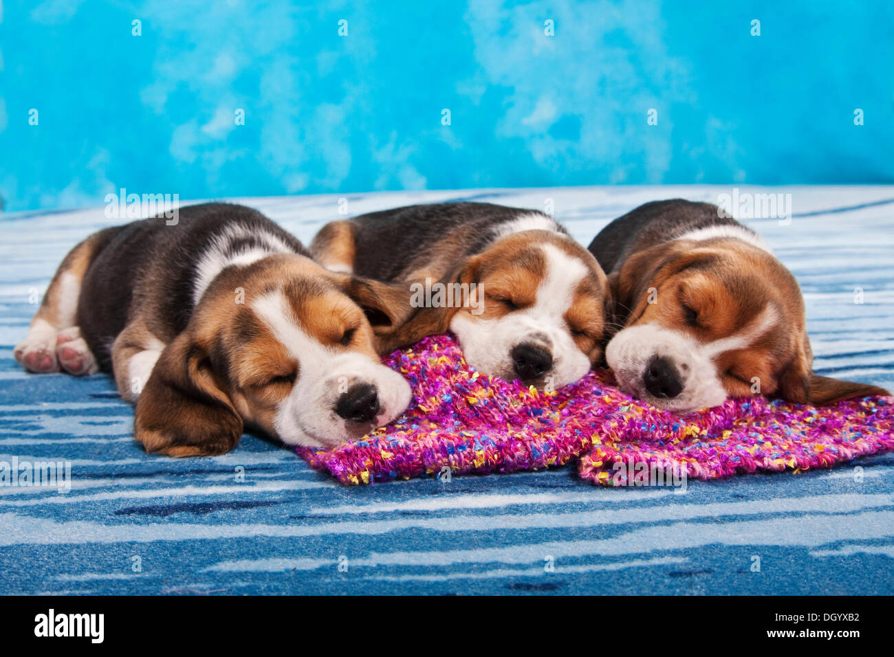 Three sleeping Beagle puppies Stock Photo - Alamy