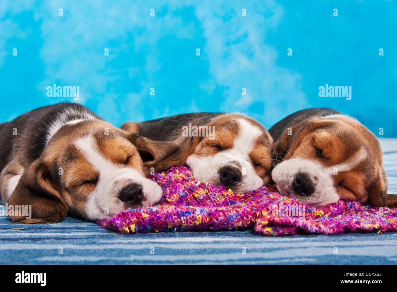 Three sleeping Beagle puppies Stock Photo - Alamy