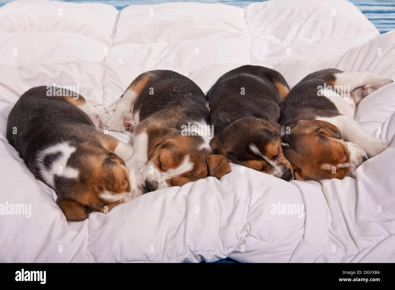Four sleeping Beagle puppies Stock Photo - Alamy