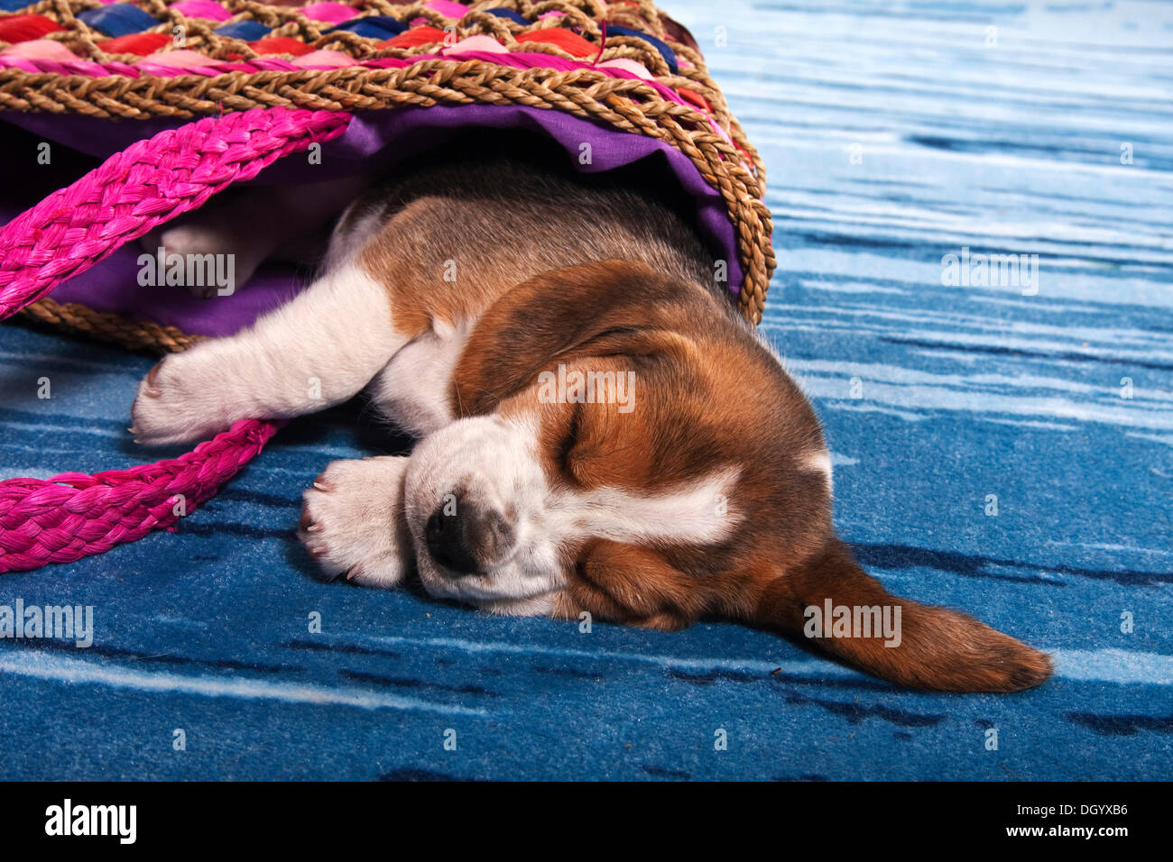 Sleeping Beagle puppy Stock Photo - Alamy