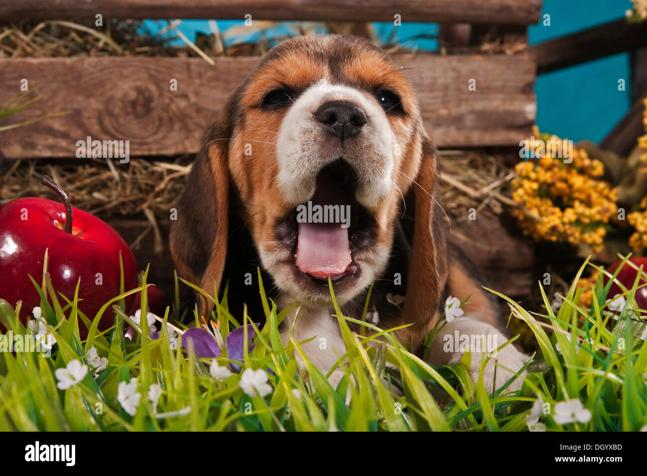 Yawning Beagle puppy Stock Photo - Alamy