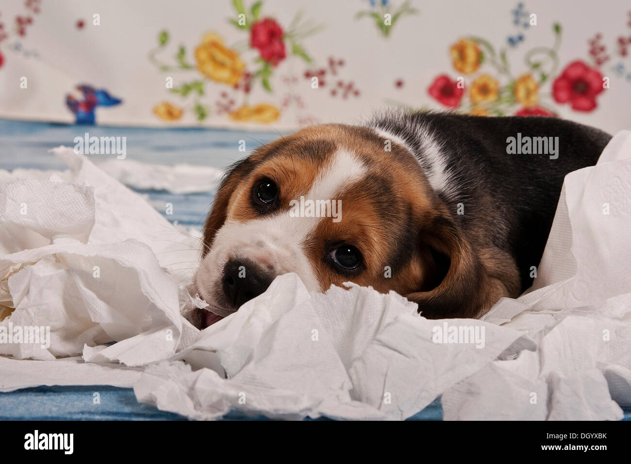 Tearing tear apart hi-res stock photography and images - Alamy