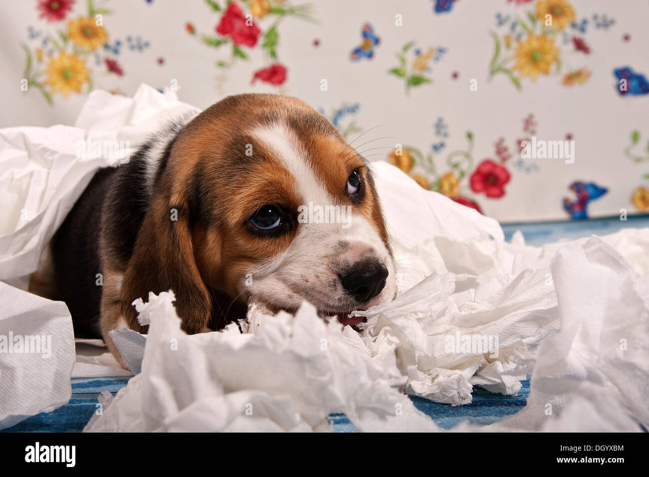 Beagle puppy tearing paper Stock Photo - Alamy