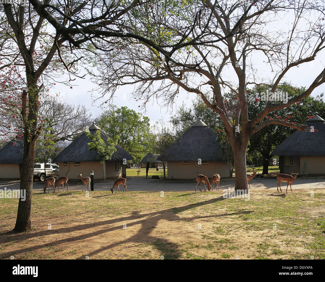 Pretoriuskop, Kruger National Park, South africa Stock Photo - Alamy
