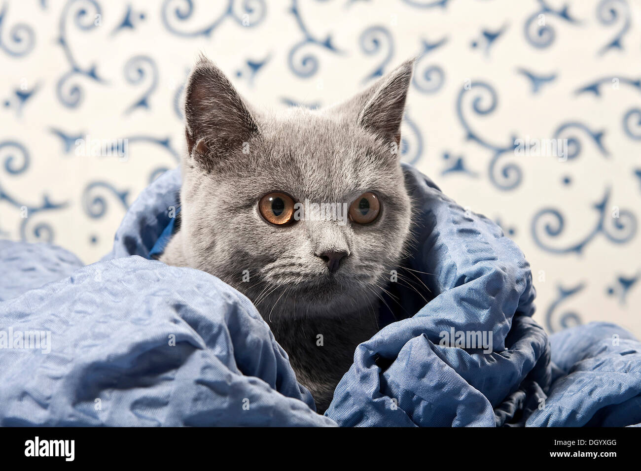 Chartreux - British Shorthair cat, colour blue, with a blanket Stock ...