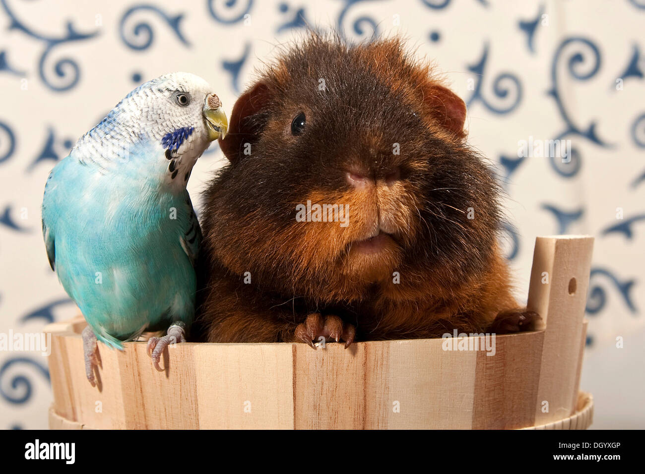 Budgie Pictures High Resolution Stock Photography and Images - Alamy