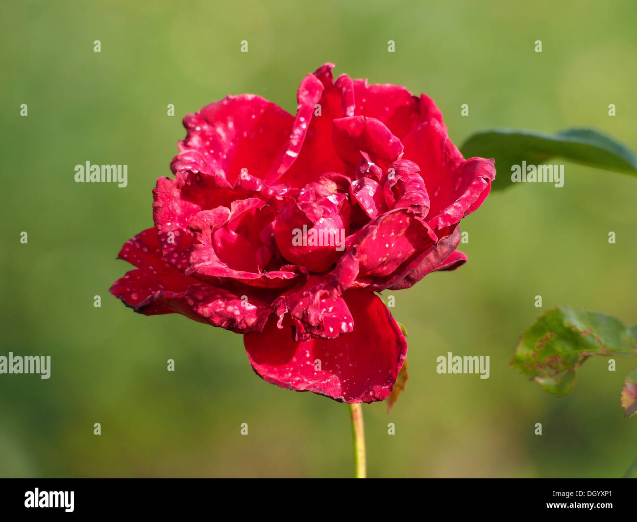 Hoter hi-res stock photography and images - Alamy