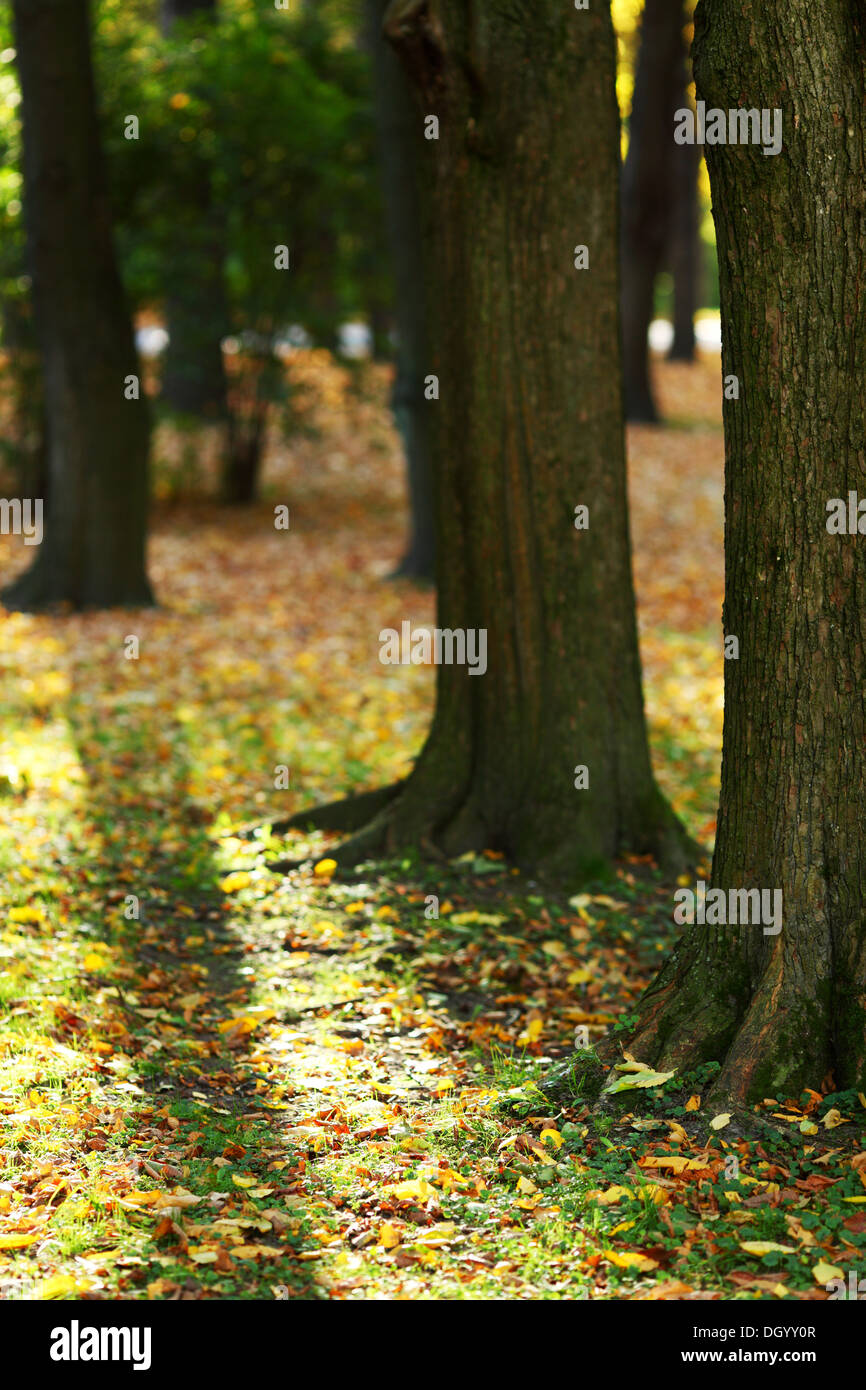 autumn park orange leaf around Stock Photo - Alamy
