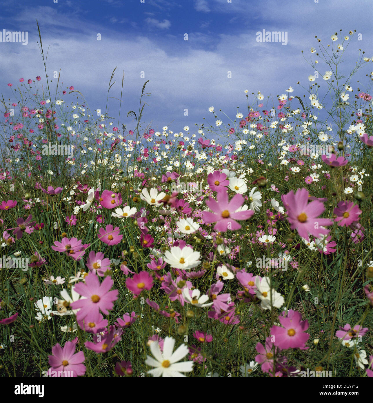 Cosmos flowers south africa hi-res stock photography and images - Alamy