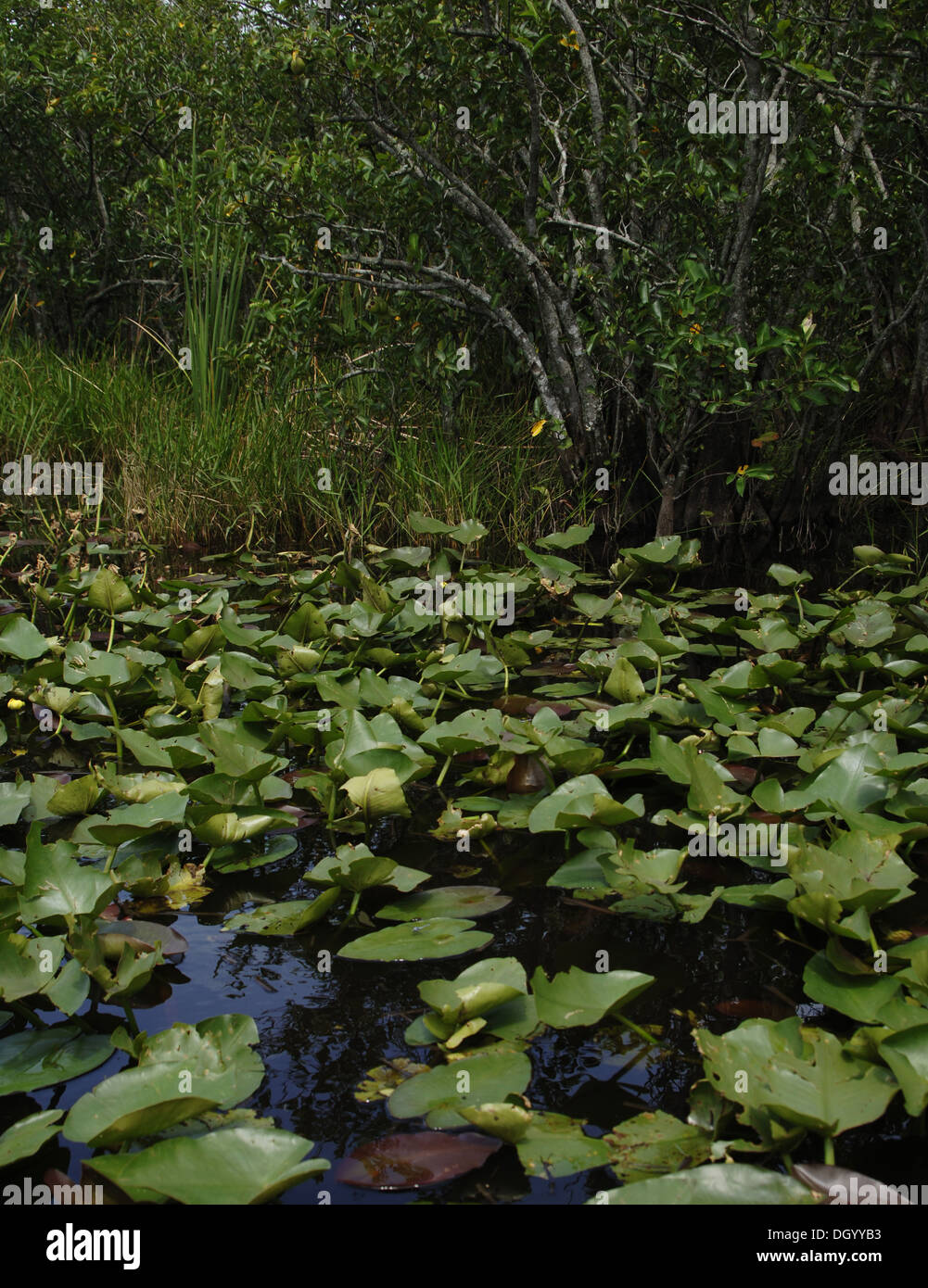 Everglades state national park hi-res stock photography and images - Alamy