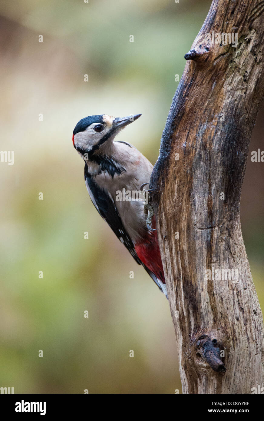 Great Spotted Woodpecker (Dendrocopus major Stock Photo - Alamy