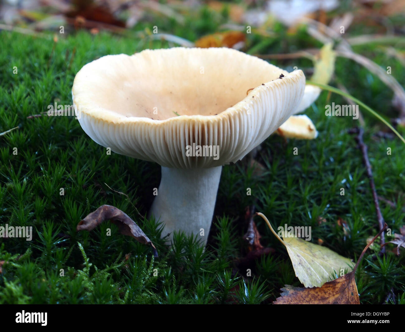 Natural habitat rich in texture hi-res stock photography and images - Alamy