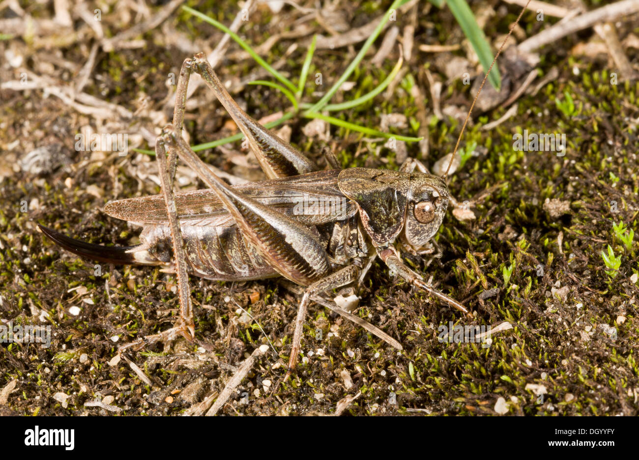 Female grey bush cricket hi-res stock photography and images - Alamy