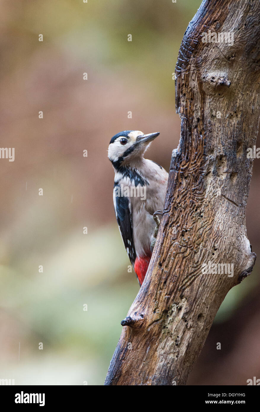 Great Spotted Woodpecker (Dendrocopus major Stock Photo - Alamy