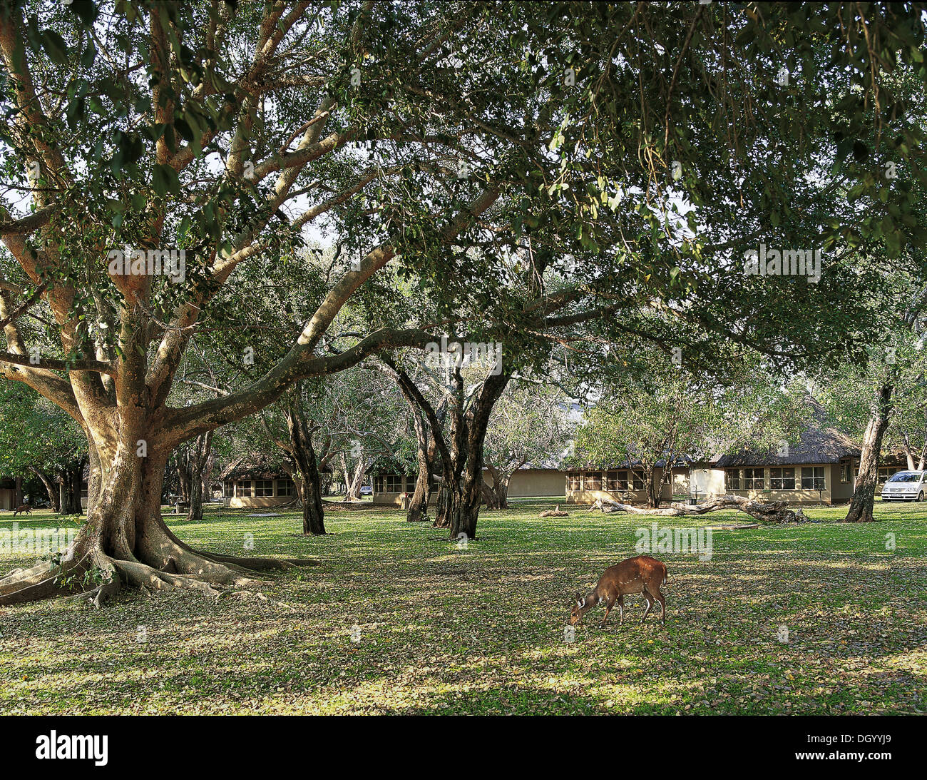 Letaba Camp, Kruger National Park, South africa Stock Photo - Alamy
