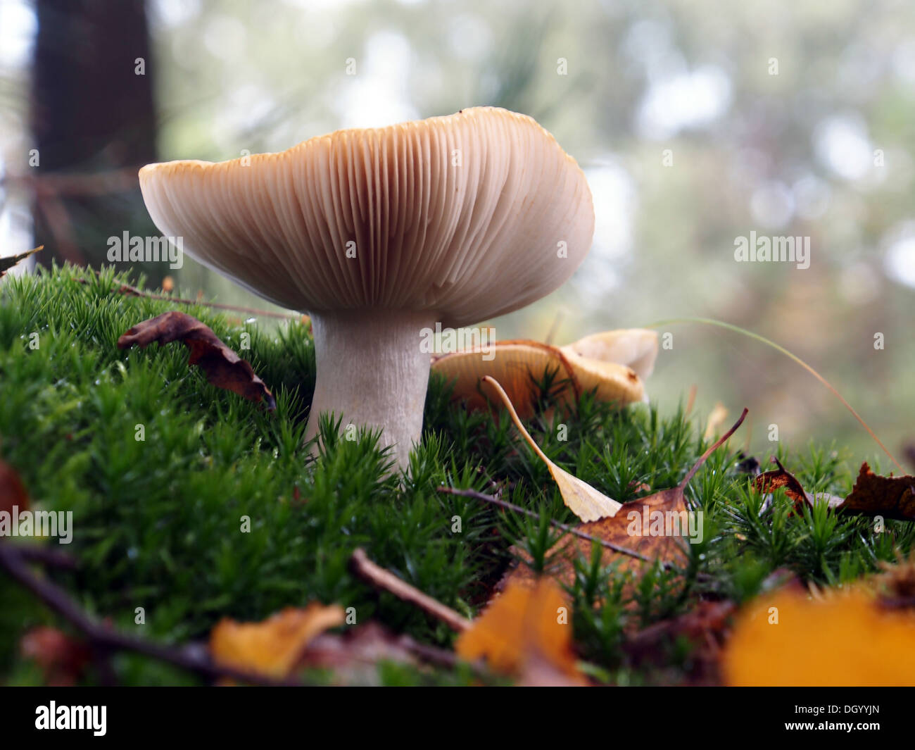 Mushrooms are a diverse group of fungi that vary in size, shape, and ...