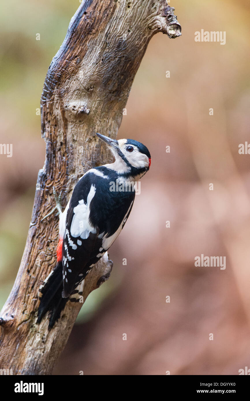 Great Spotted Woodpecker (Dendrocopus major Stock Photo - Alamy