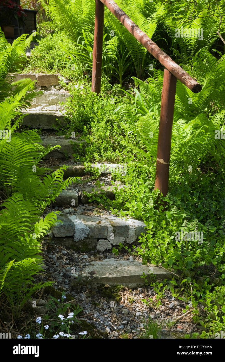 A set of steps between a patch of ferns in a landscaped residential ...