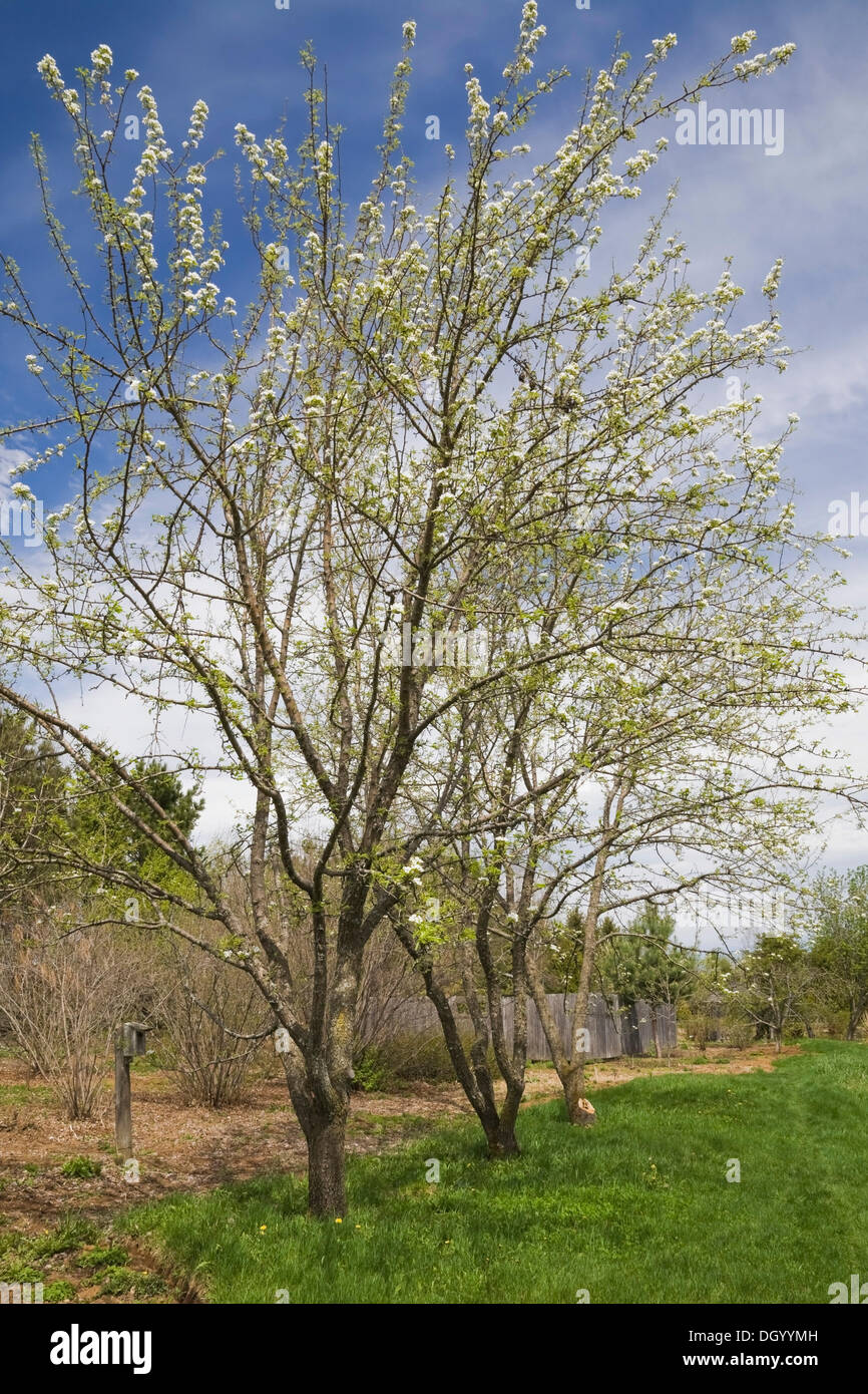 Pear trees in bloom in the "Jardin du Grand Portage" garden in spring ...