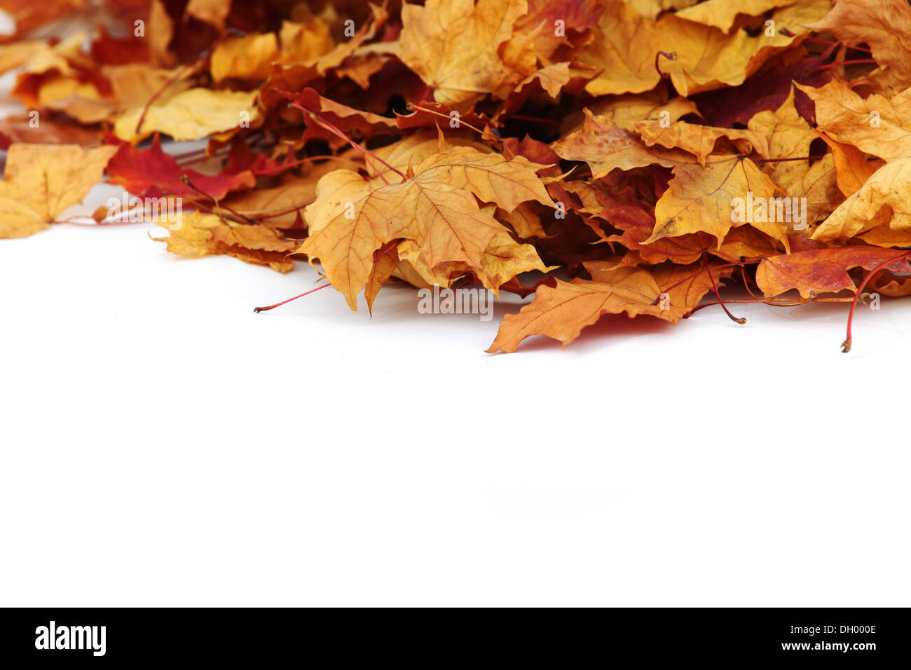 autumn leaves isolated in studio Stock Photo - Alamy