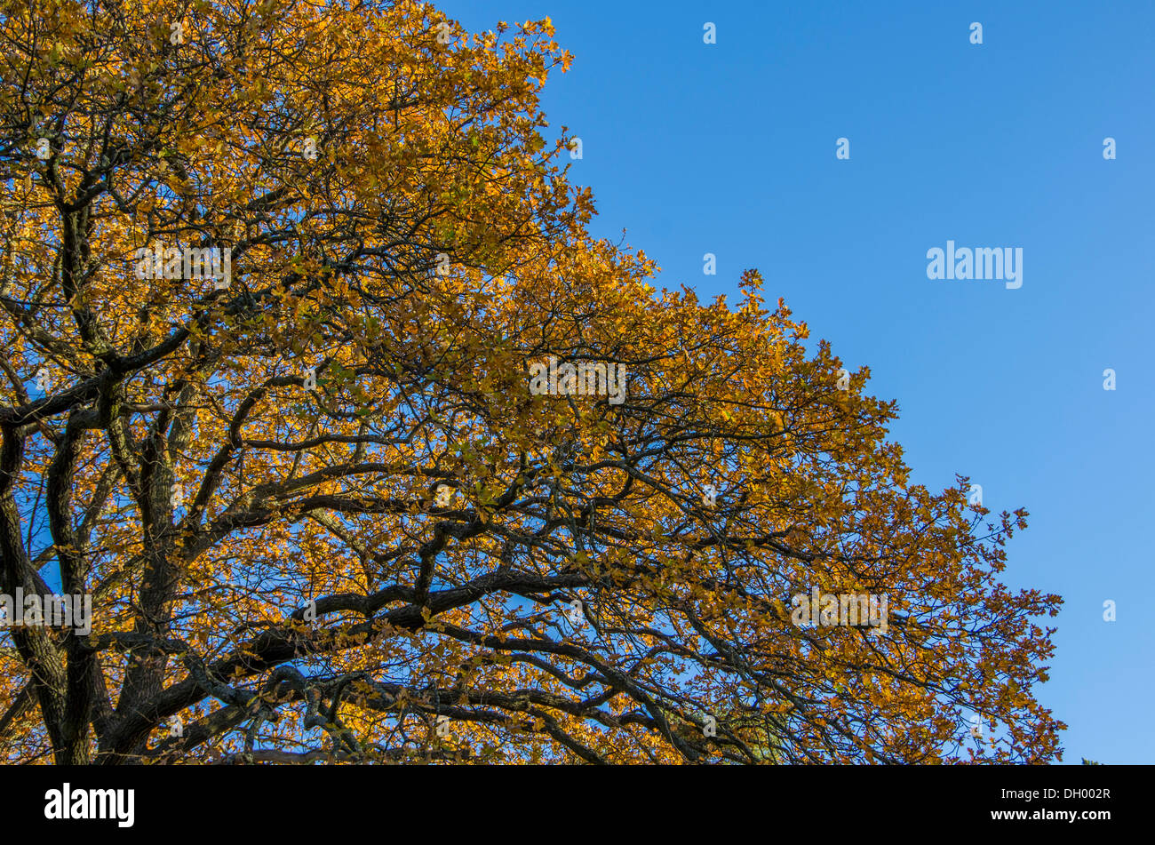 Oaks quercus sp hi-res stock photography and images - Alamy